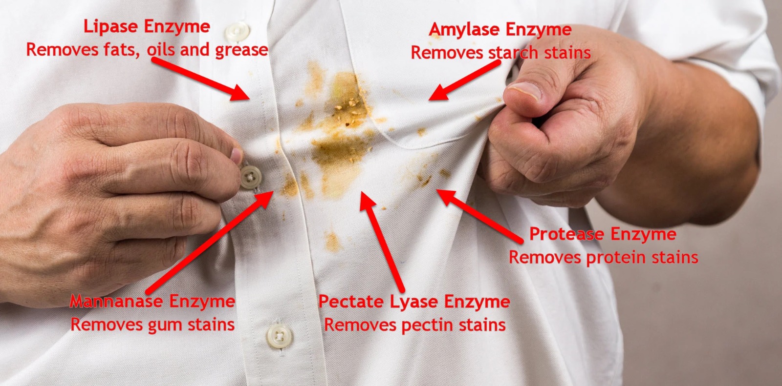 Role of Enzymes in Laundry Detergents